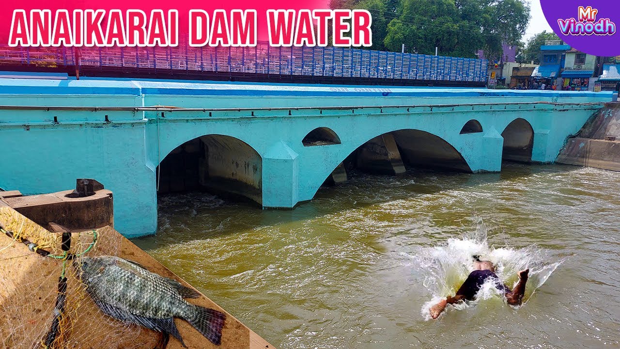 Anaikarai Dam la jolly oru Swiming with Crocodile 😭 but went Wrong | Mr ...