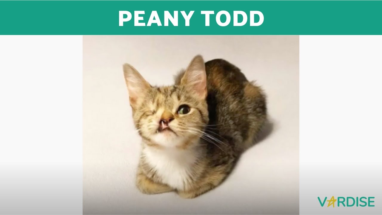 Peany Todd - Meet the Princess P! - YouTube
