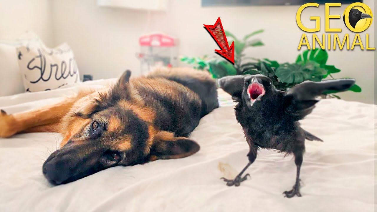 Rescued crow acts like a dog, amazes with its human bond - YouTube