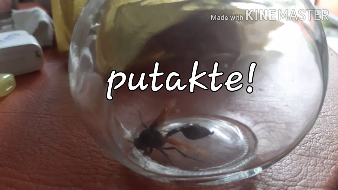 Putakte sting! - YouTube