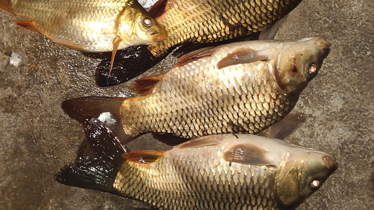 AMP HKGN FISHING ANWAR - YouTube