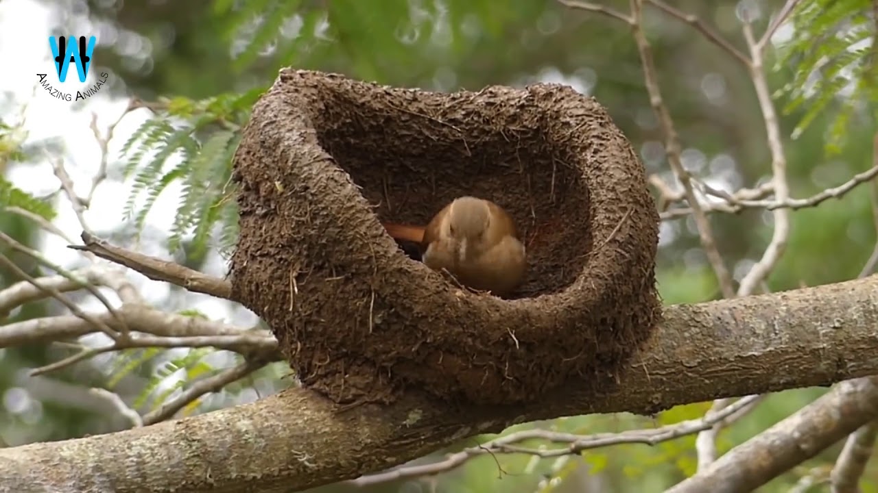 Amazing engineer bird making a nest. great example of teamwork. - YouTube