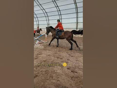 На тренировке. Лошади. Конкур 🙂 - YouTube