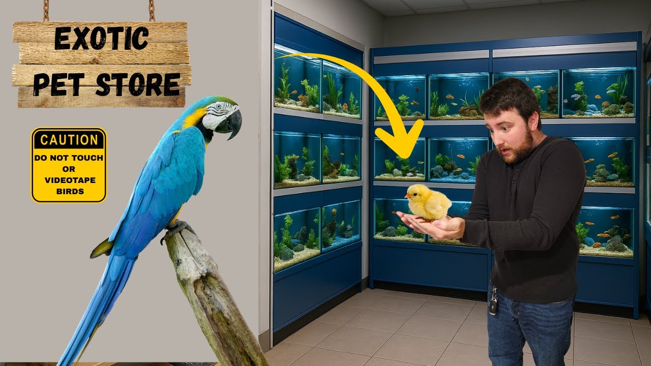 Visiting an Exotic Pet Store and Getting Ideas for a Fish Tank Project ...
