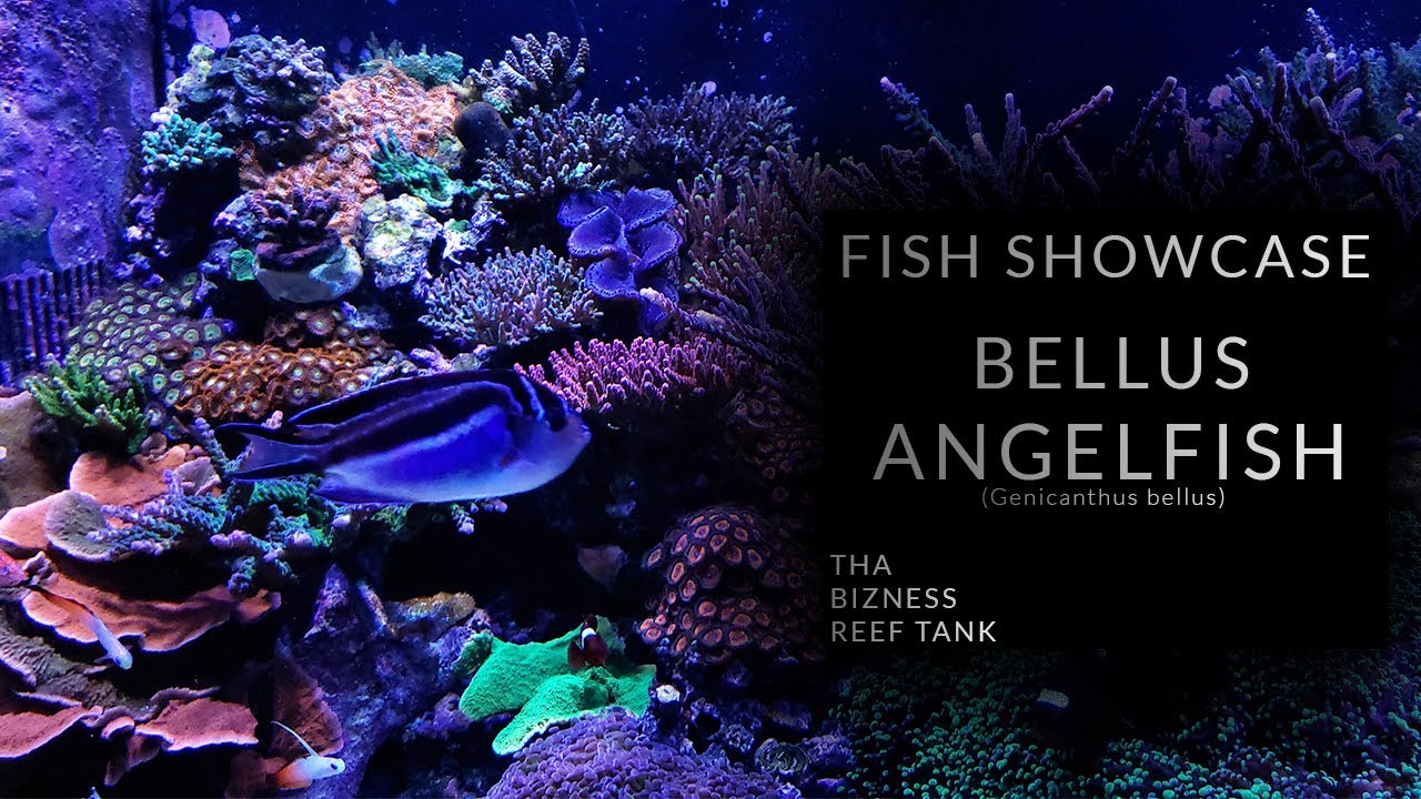 Tha Fish Spotlight - Bellus Angelfish - YouTube