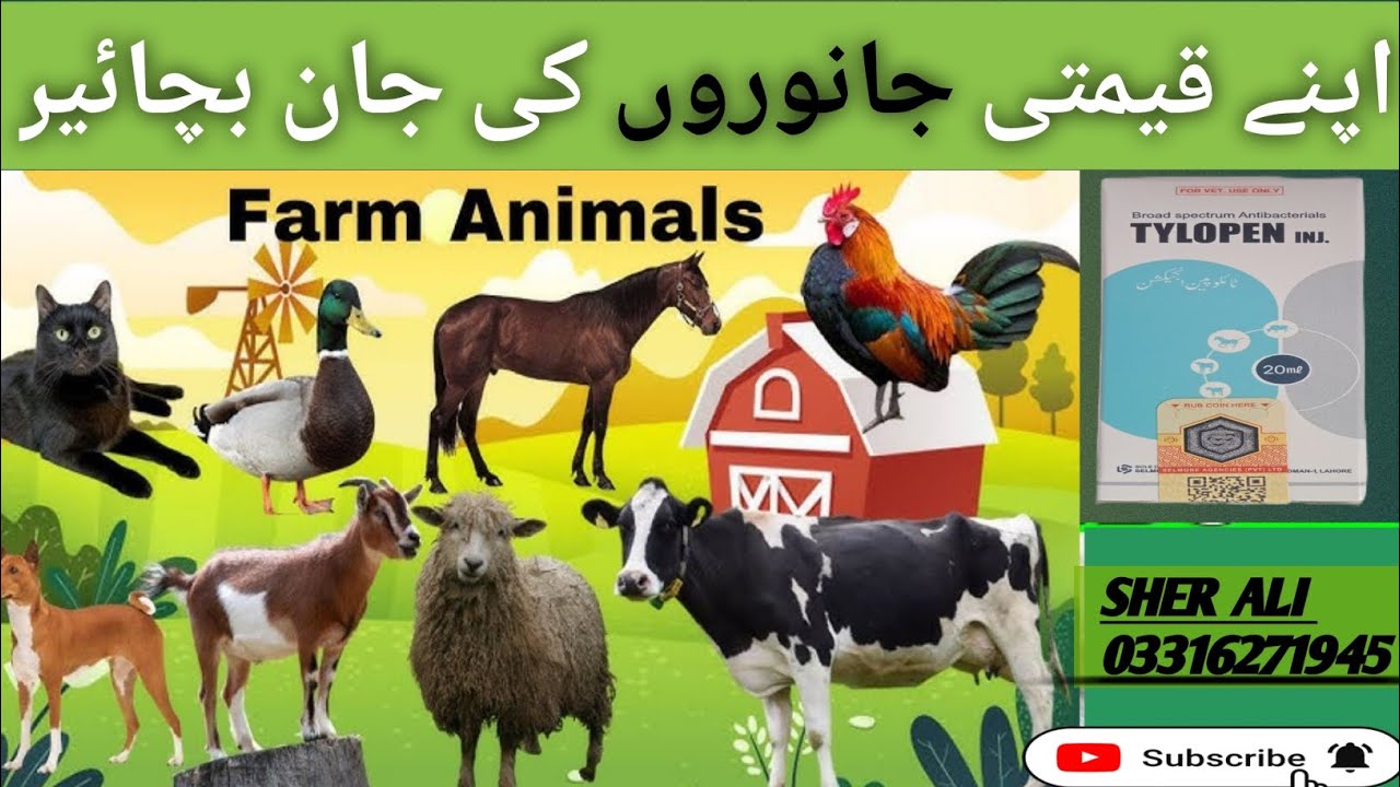 Tylopen injection - YouTube