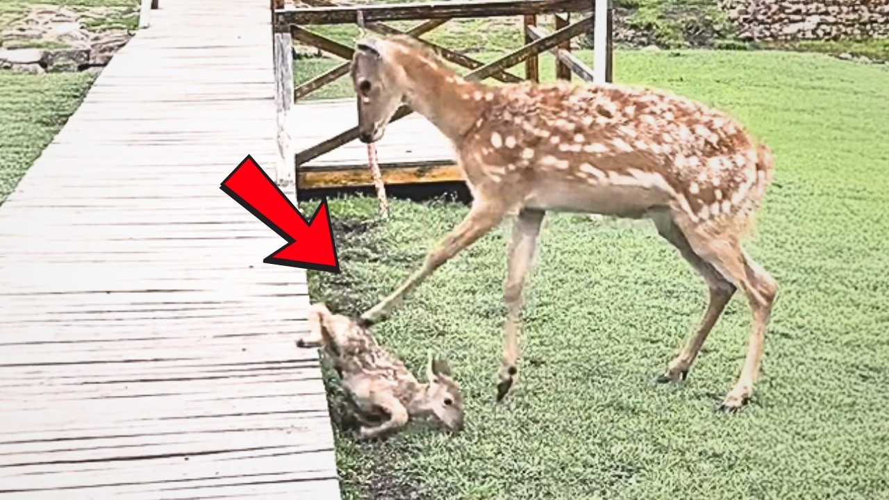 The newborn fawn cried for his mother, but was rejected by his kind and ...