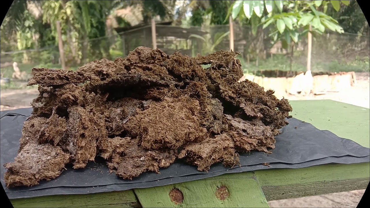 Pembuatan Kompos Menggunakan Mol Nasi Dengan Bahan Dasar Feses Sapi Dan ...