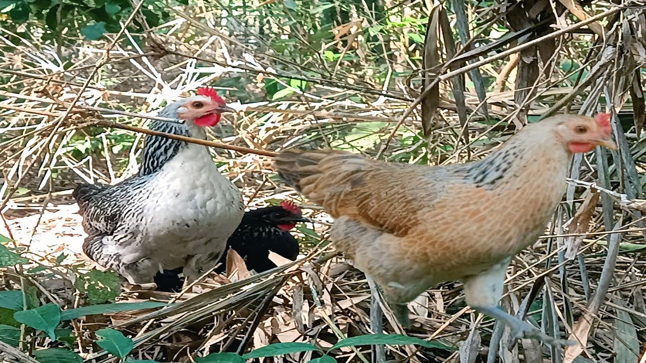 The Murgi Jungle Legend: The Truth Behind the Fowl - YouTube