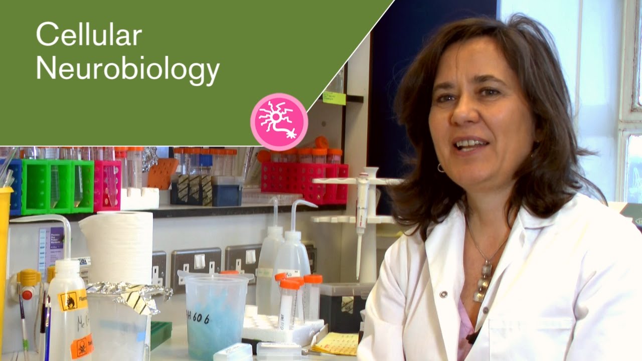 BIO379 Cellular Neurobiology - Module - School of Biosciences - YouTube