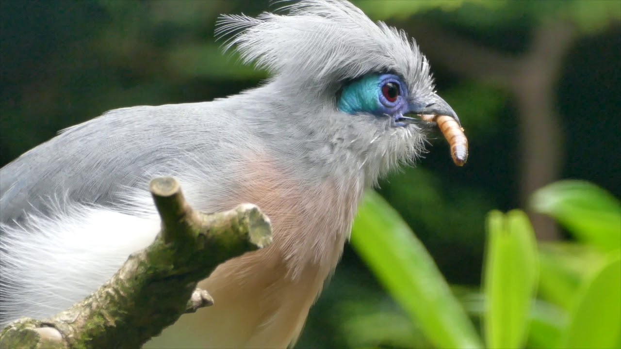 Crested Coua - YouTube
