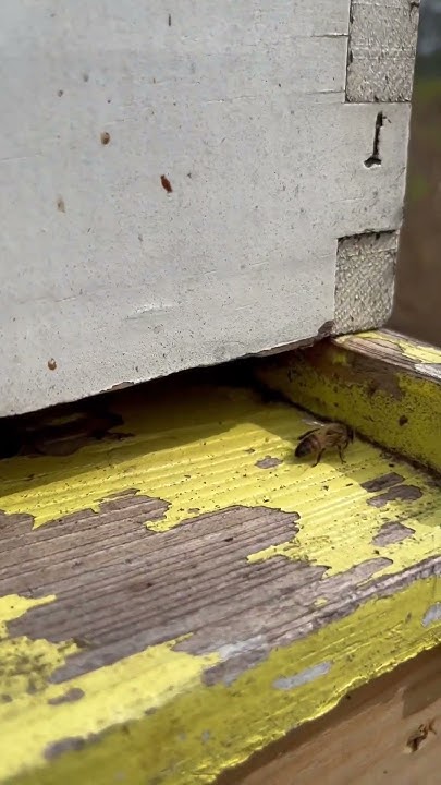 Beehive being robbed, what can I do?. #beekeeping #farmlife - YouTube
