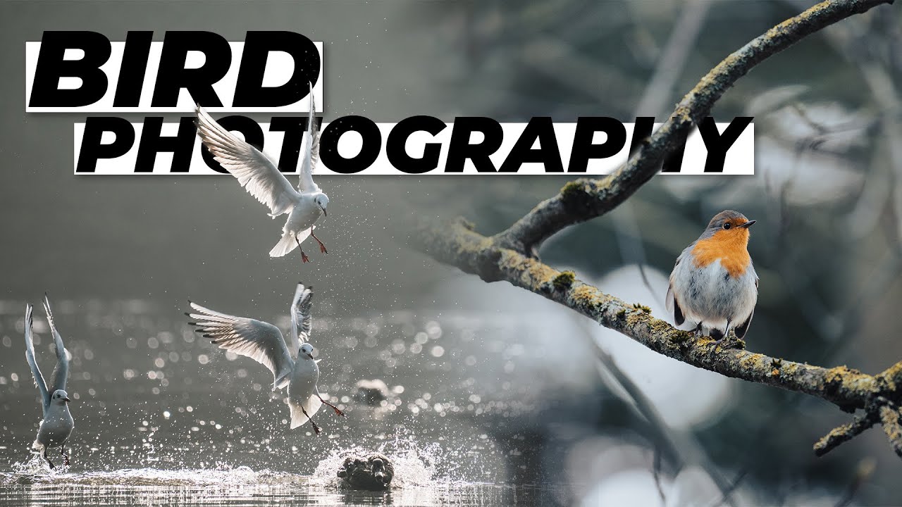 Getting Started with Bird Photography | Tutorial Tuesday - YouTube
