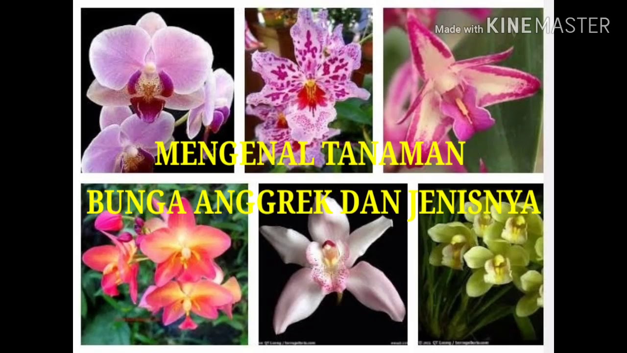 Mengenal Tanaman Bunga Anggrek dan Jenisnya - YouTube