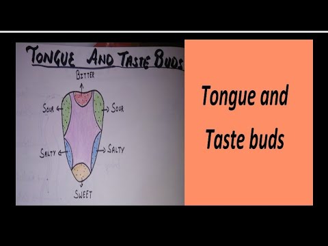 How to draw tongue and taste buds#draw and colour human tongue#easy ...