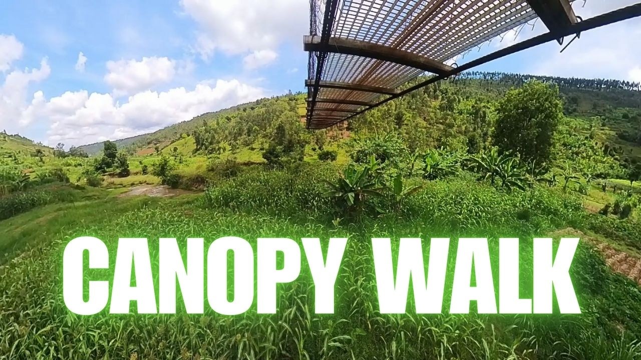 Kanyinya Canopy Walk - YouTube