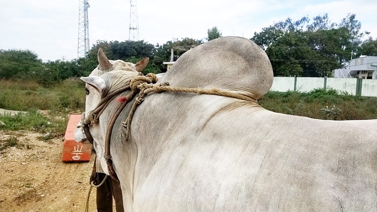 hyper active ongole bull-ongole bull-ongole gitta-wonderful ongole bull ...