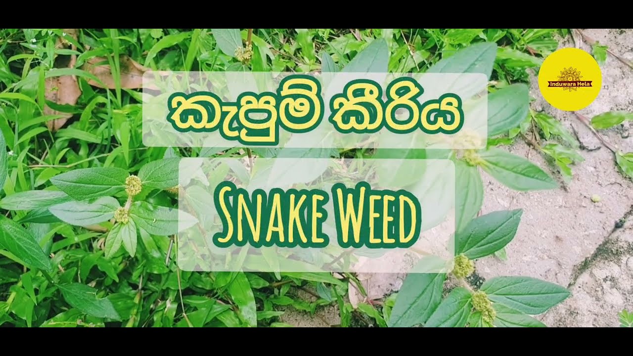 #trending #viral #plants #herbal කැපුම් කීරිය 🐍 Snake Weed - YouTube