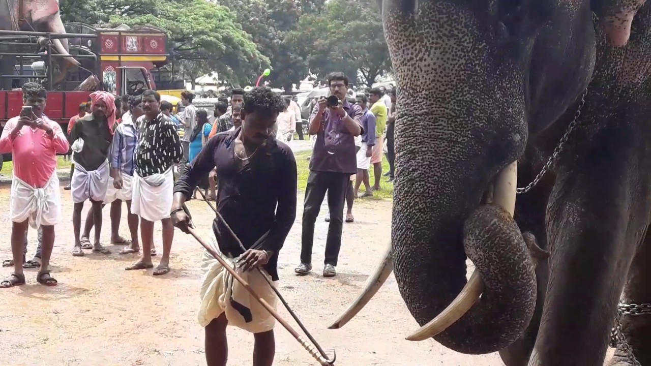 Easy way to load an Elephant on a Truck - YouTube