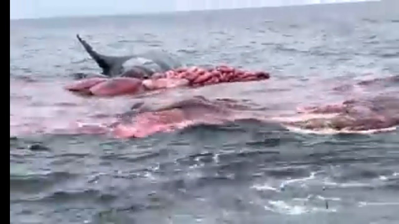 SHARK EXPLODE - YouTube