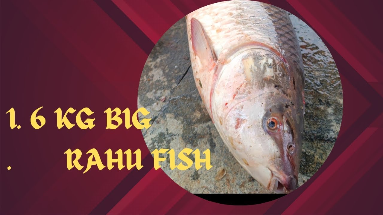 big rahu(era gendi ) fish cutting video #viral #subscribe #baby # ...