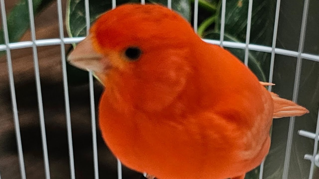 Canary singing | Master mode | Teach your bird to sing | Red Factor ...