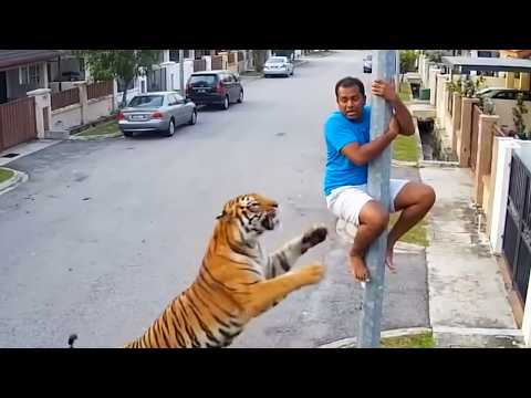 When Wild Animals Get Way Too Close 😱