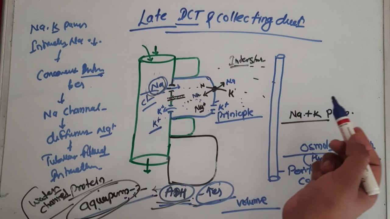 Distal Convoluted Tube and Collecting Duct Reabsorption | DCT | Renal ...