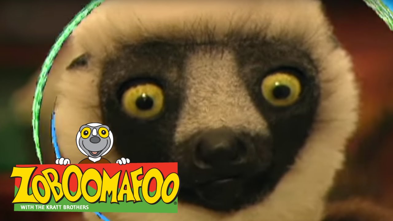 Zoboomafoo Pbs Criancas How Many Of You Remember Zooboomafoo?