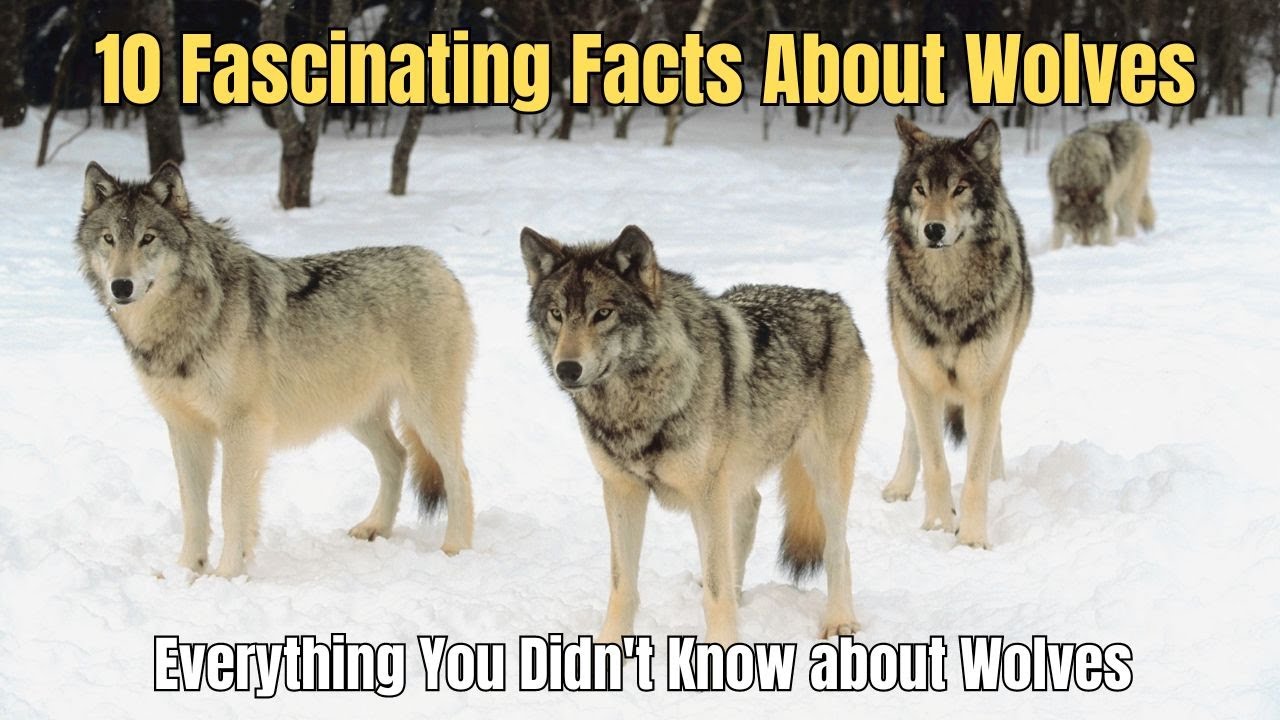 🐺 10 Fascinating Facts About Wolves You Didn't Know 🐕 Wolves ...