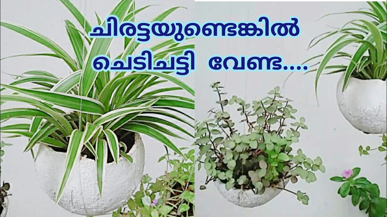 Plants hanging ideas with coconut shells / Hanging garden ideas.. - YouTube