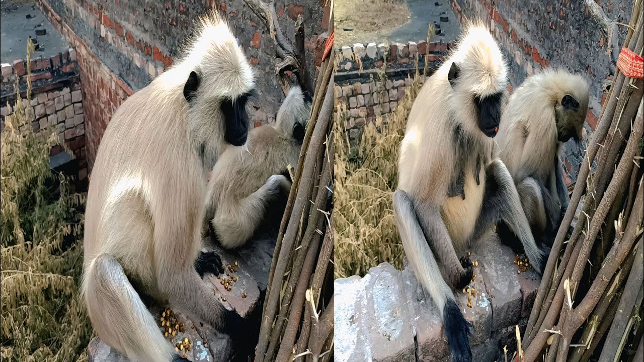 🐵 Bandar Wala Video 😱 | Bandar Ka Cartoon Real Life Mein 😍 - YouTube