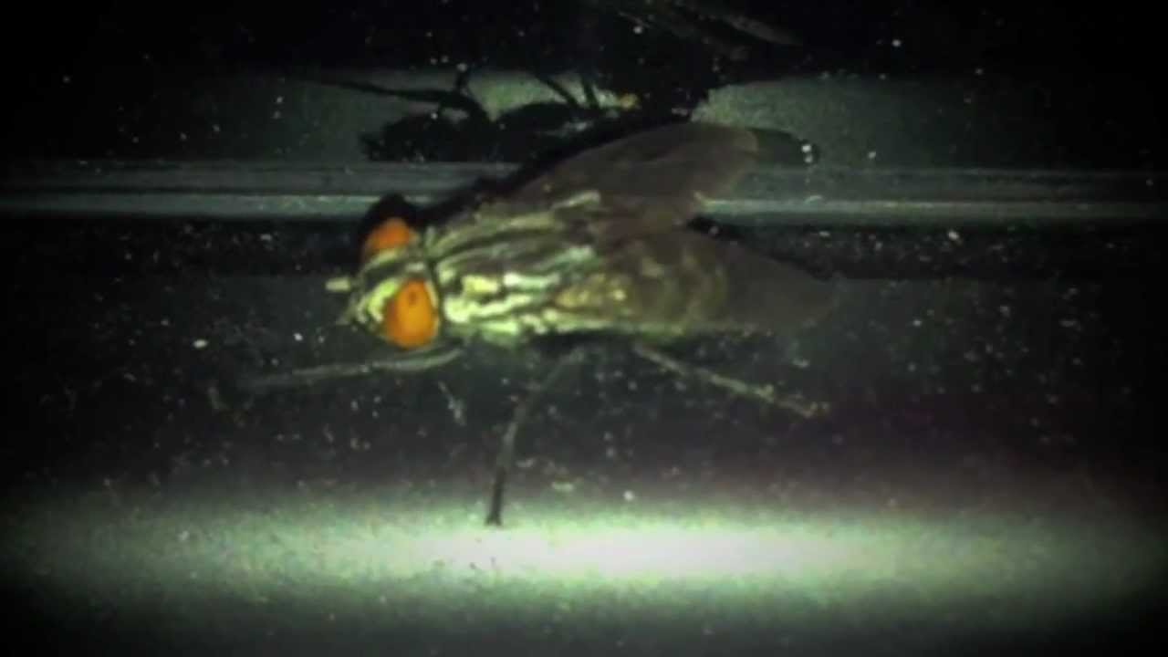 A Talking Fly Can Cry. A Love Story. - YouTube