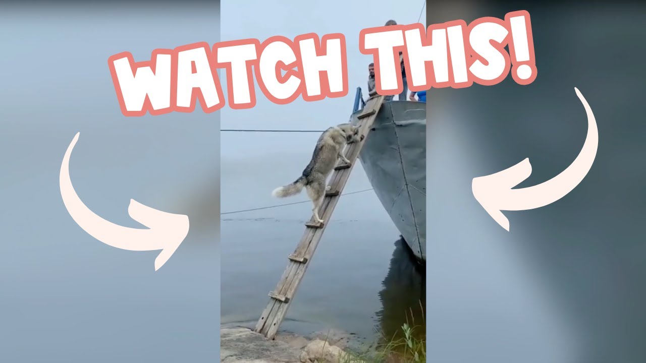 16 Smart Husky Videos (Husky Compilation!) - YouTube