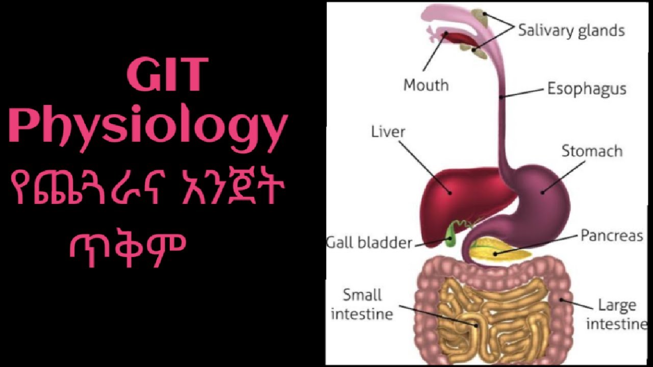 " GIT Physiology " የጨጓራና አንጀት ጥቅም" - YouTube