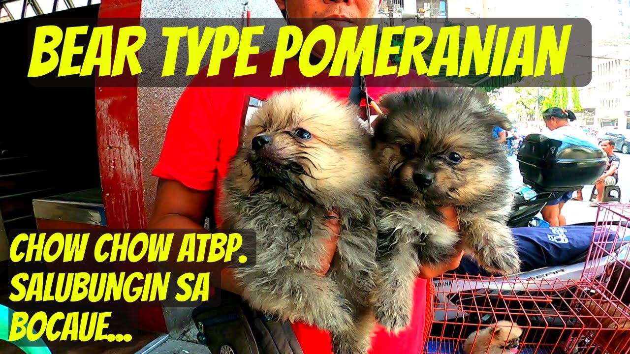 MAYNILA: TARA SALUBUNGIN NATIN ITO SA BOCAUE..POMERANIAN, CHOW CHOW ...