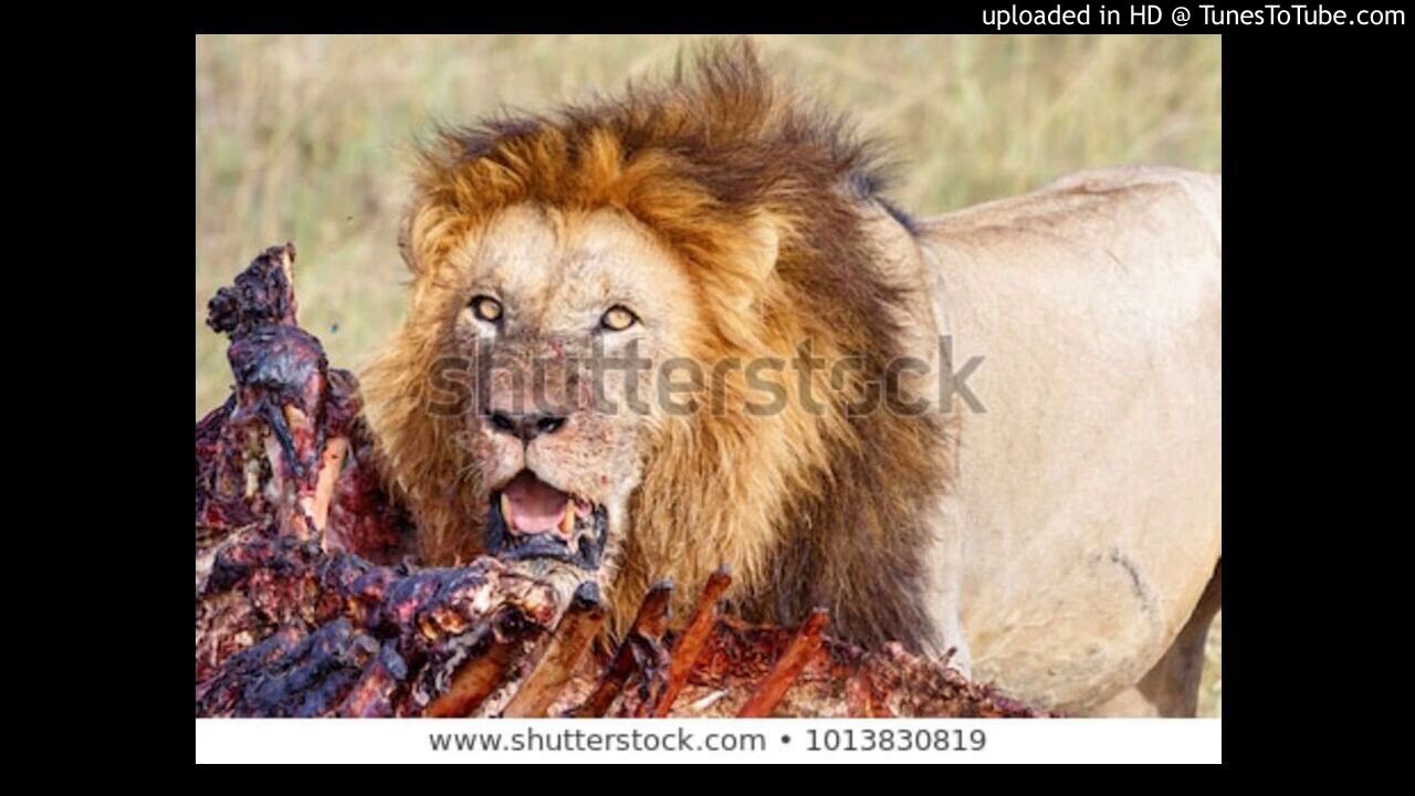 the plight of wild animals - #antinatalism #pessimism - YouTube