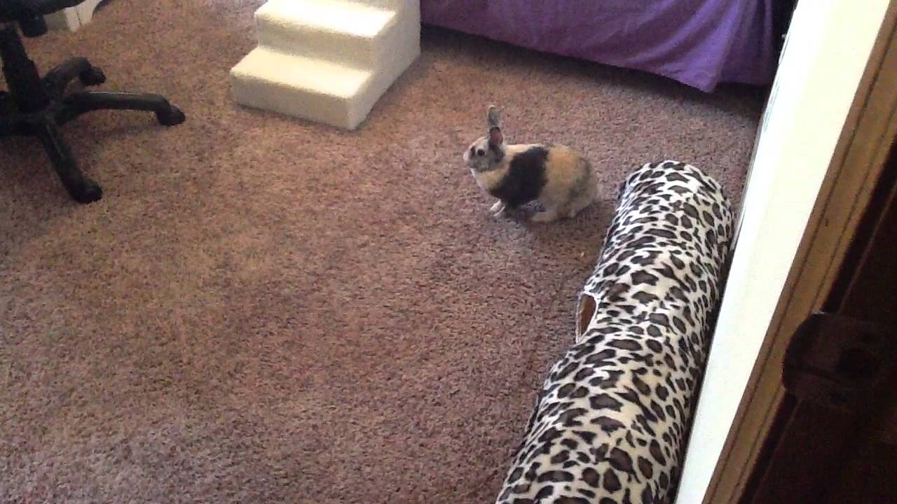 bunny running around and binkying - YouTube
