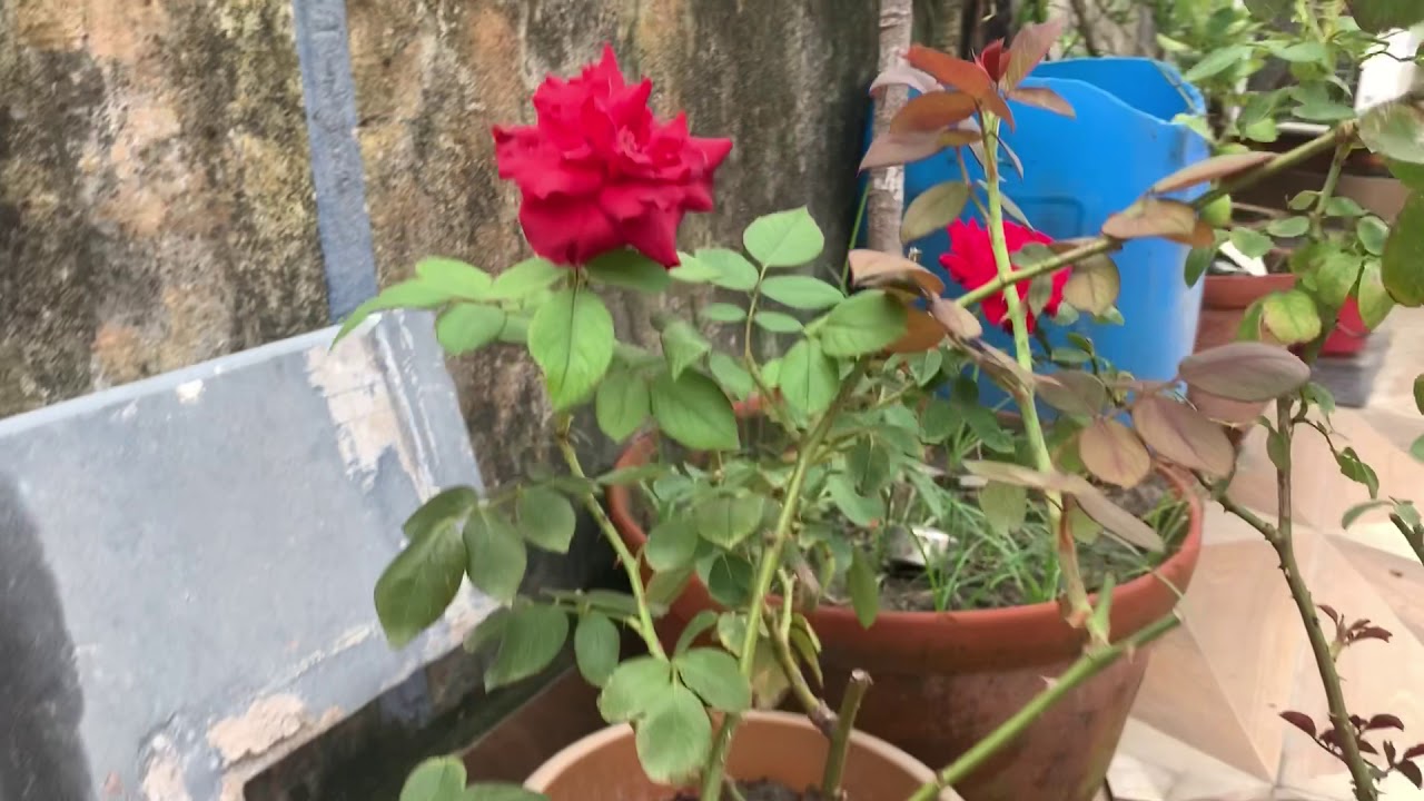 SUMMER ROSES (grow tob) - YouTube