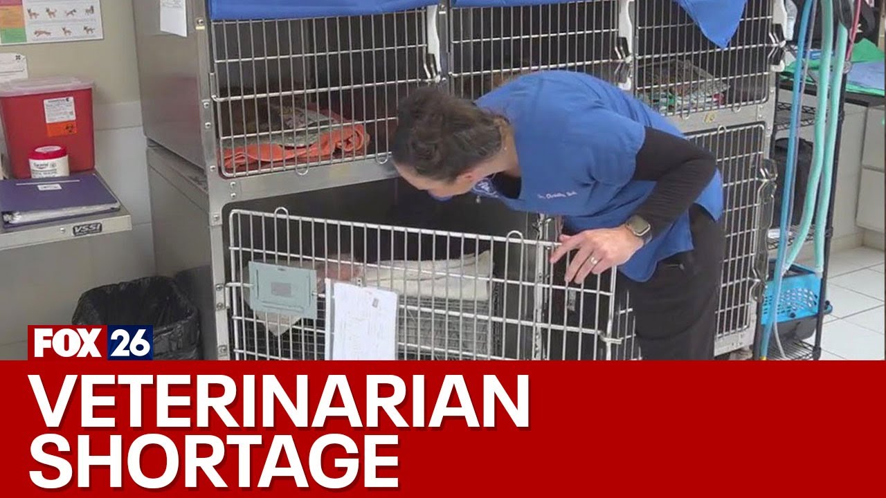 Veterinarian shortage in US could cause problems for pets, owners - YouTube
