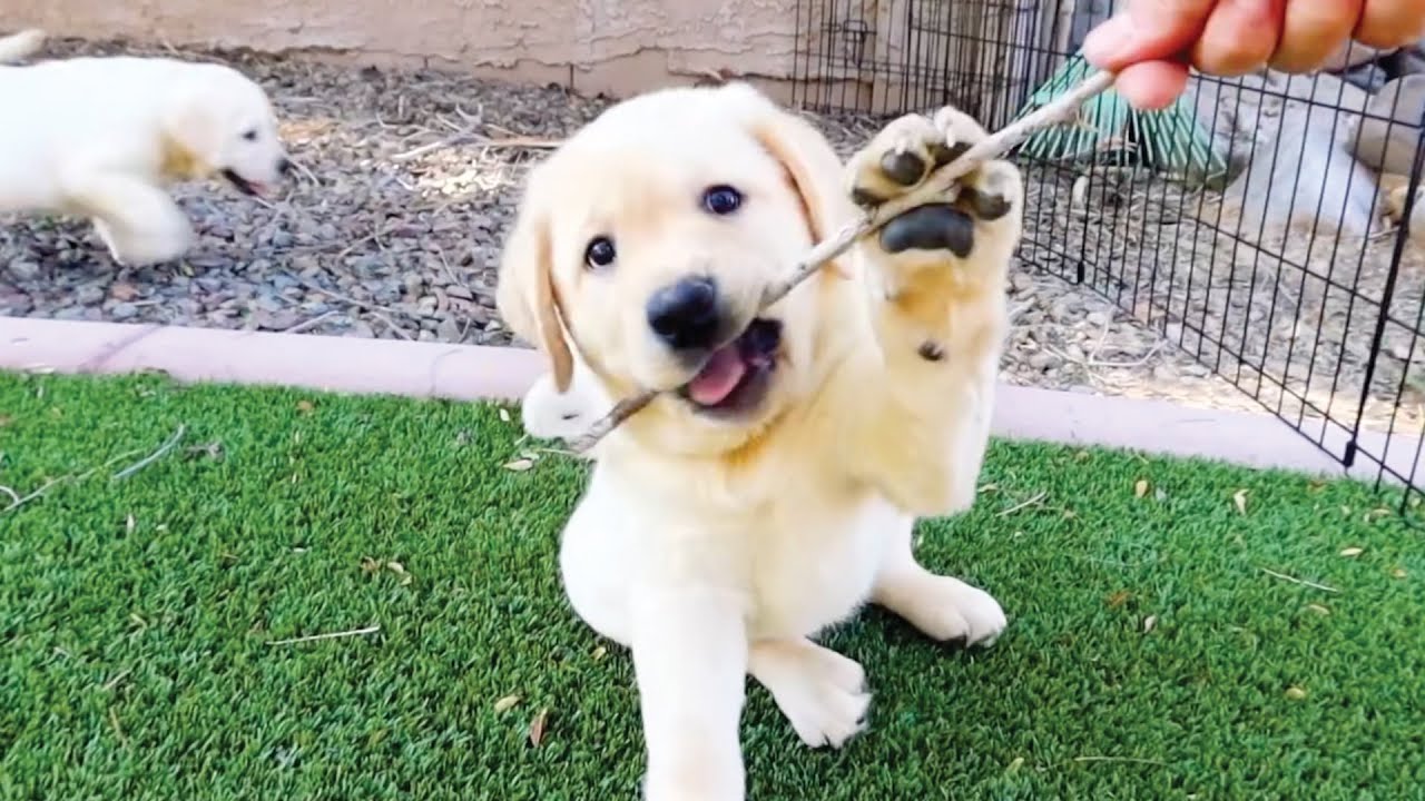 Chonky Labs Playdate! - YouTube