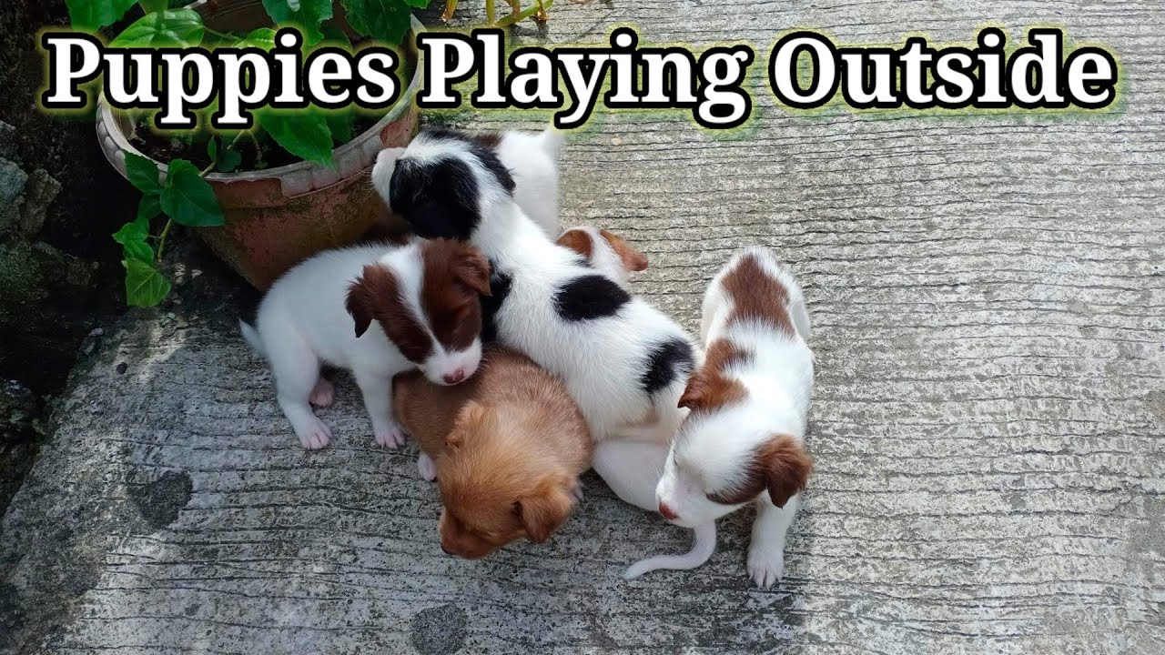 Puppies Playing Outside - YouTube