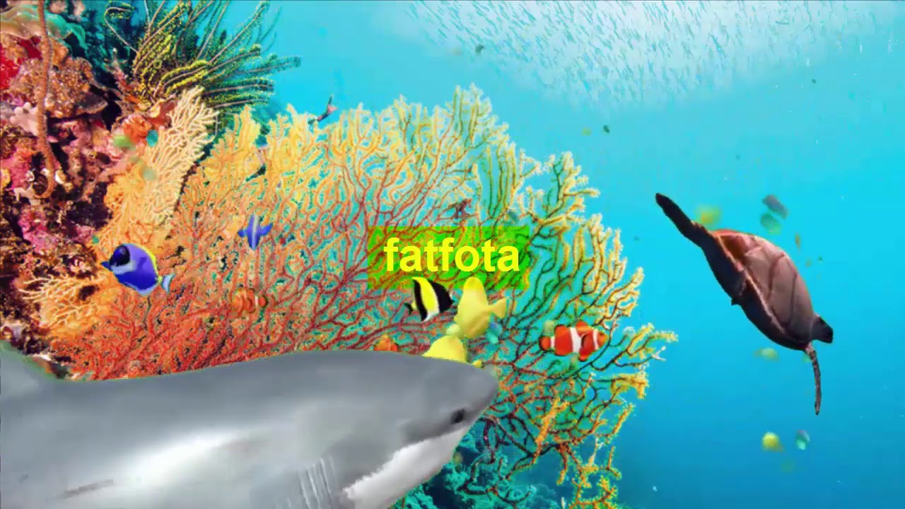 1 Hours of Beautiful Coral Reef Fish, Relaxing Ocean Fish, & Stunning ...