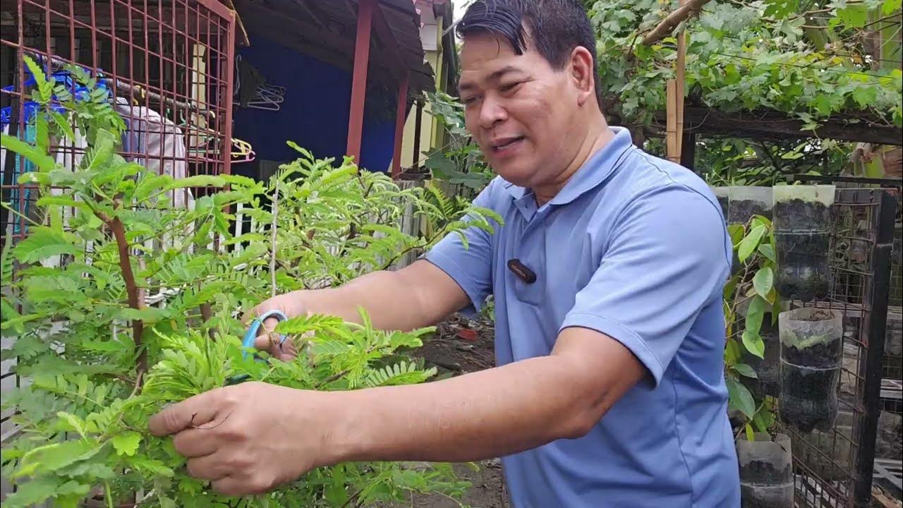 HARVEST AKO NG SARIWANG DAHON NG SAMPALOC NA NAKATANIM SA BOTE #highlights #gardening #food ...