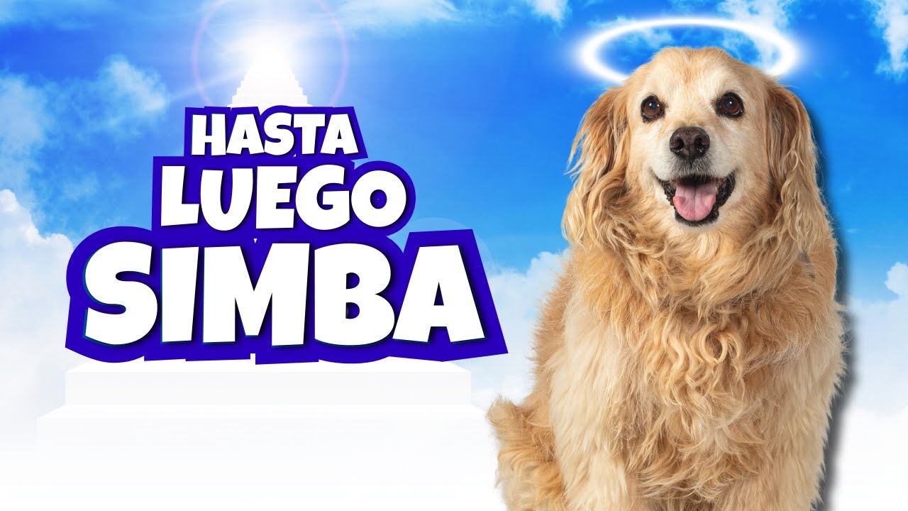Daniel El Travieso - Hasta Luego Simba. - YouTube