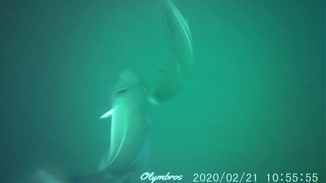 Pollock and coalfish Underwater takes! Isle of Skye. - YouTube