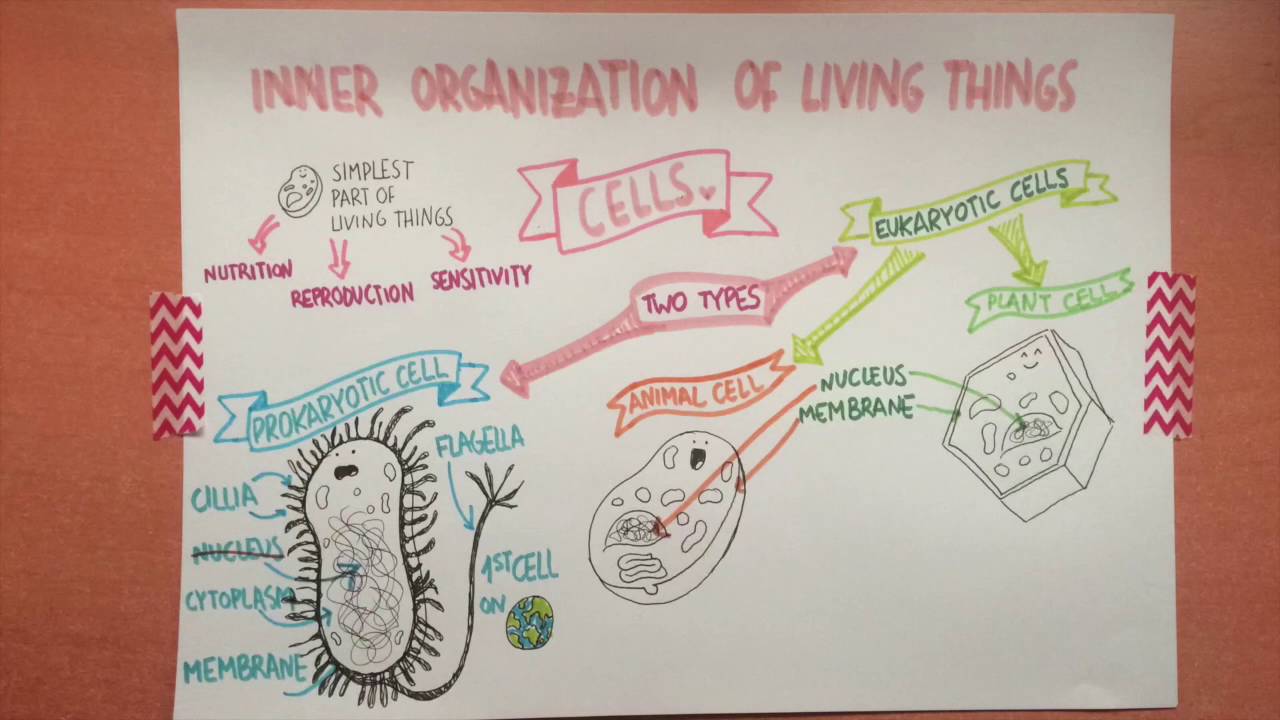 Cells. Natural Science for Primary Education - YouTube