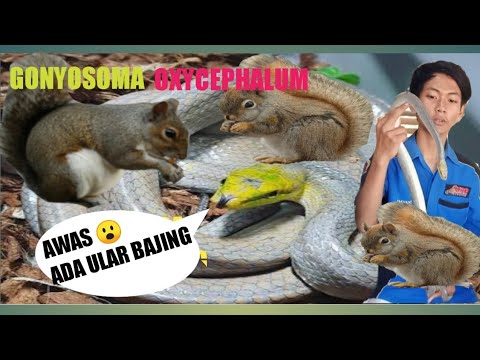 Coba lihat ternyata ada Ular bajing - YouTube