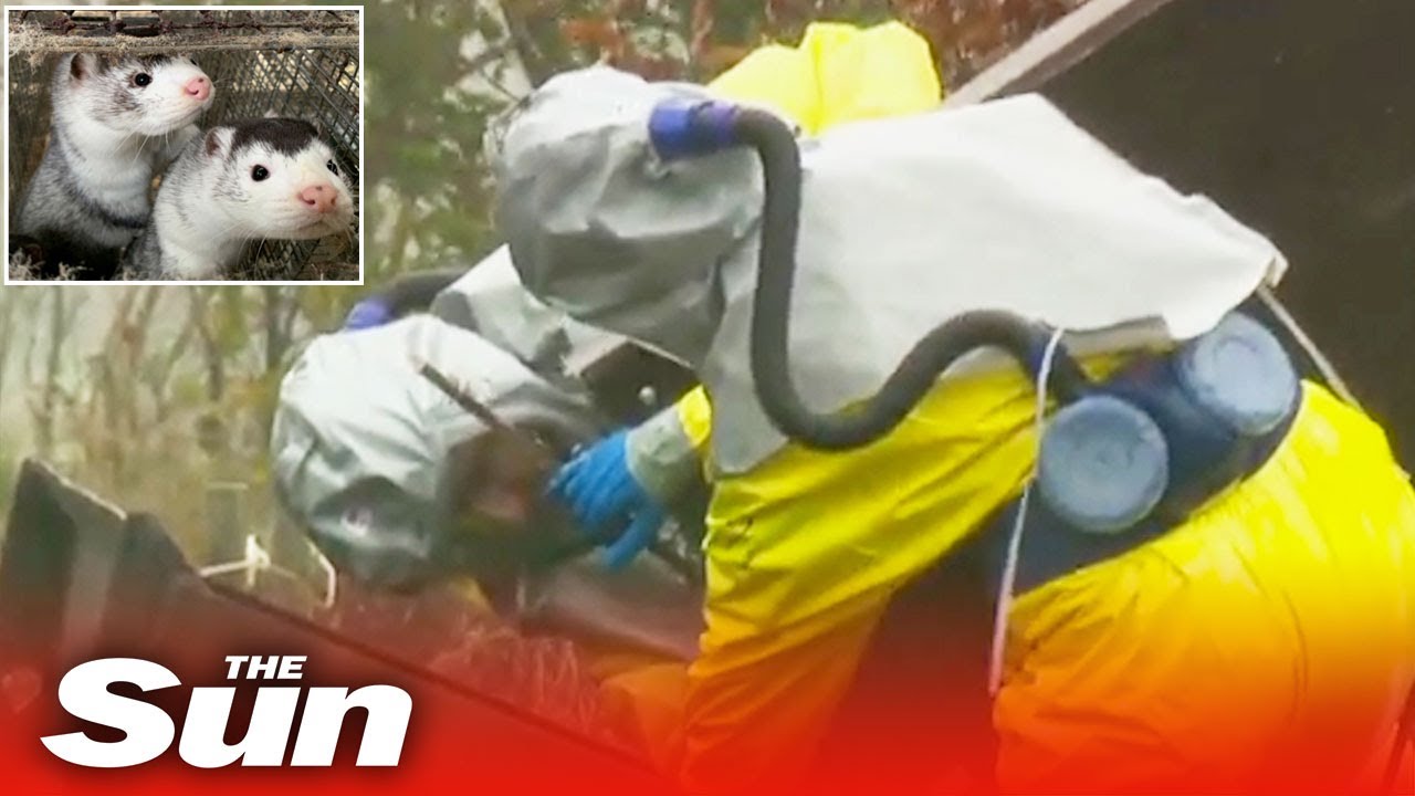 Millions of minks culled to stop new Covid-19 strain spreading to ...