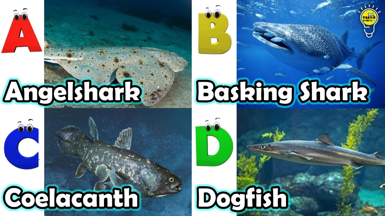 ABC phonics animals | ABC Sea Animals song | English and Animals for ...